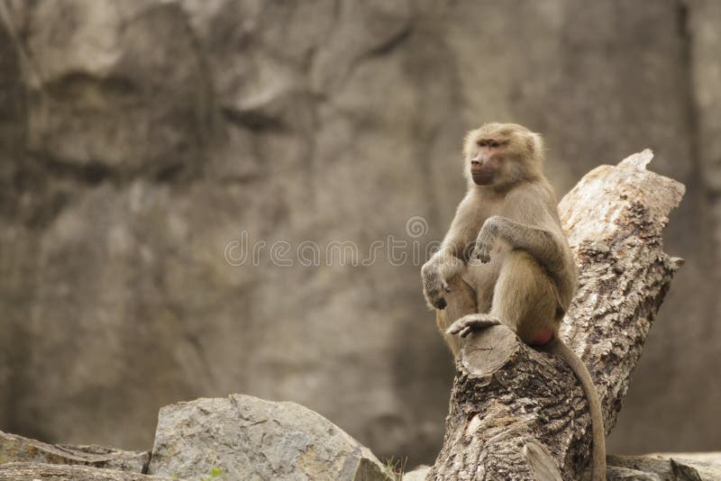 Baboon on a log stock image. Image of young, animal, african - 77930753
