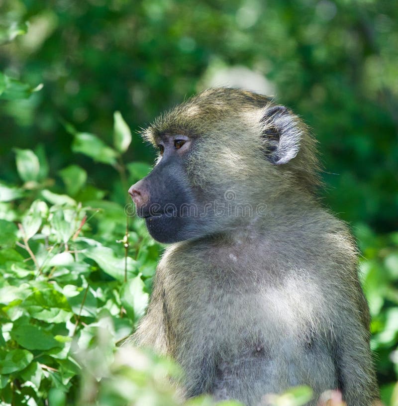 The Baboon is Looking Somewhere Stock Image - Image of baboon ...
