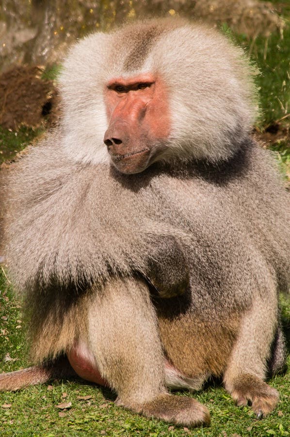 Baboon stock photo. Image of wildlife, grey, face, dominant - 48453292