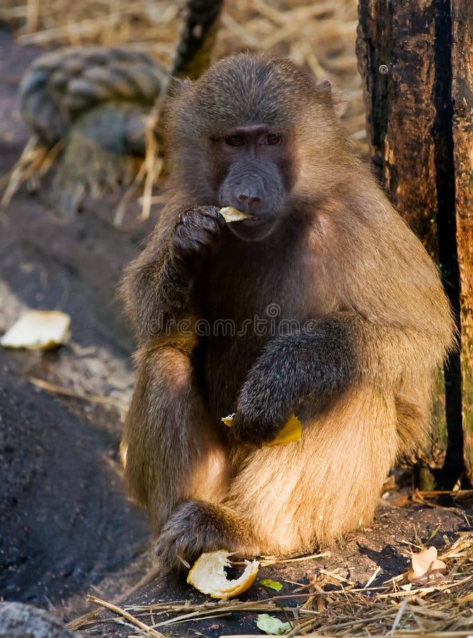 Baboon monkey stock photo. Image of portrait, baboon, eating - 7096668