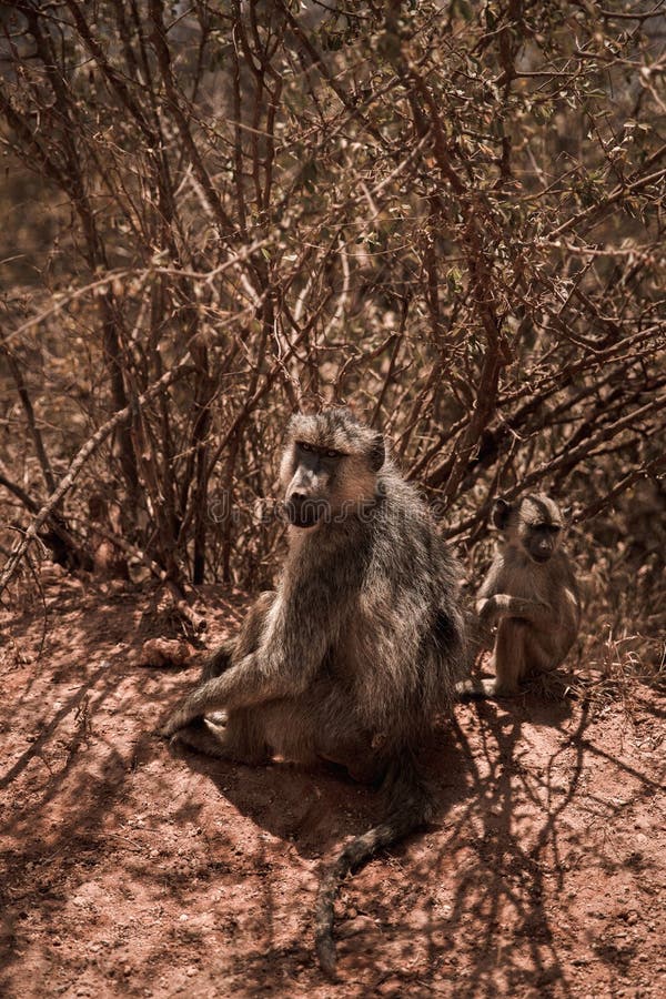 Baboon Monkey in African Safari Stock Image - Image of mammal, tail ...