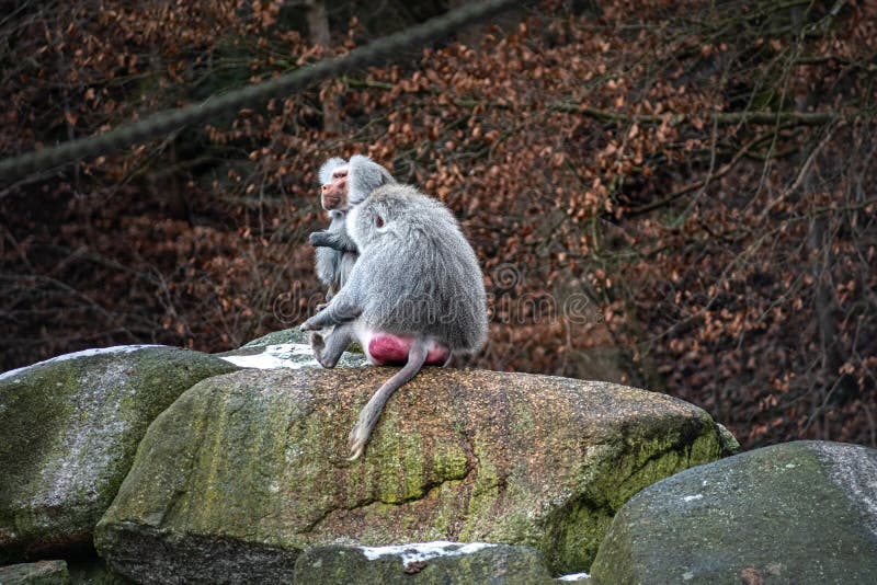 Baboon Rear View Stock Photos - Free & Royalty-Free Stock Photos from ...