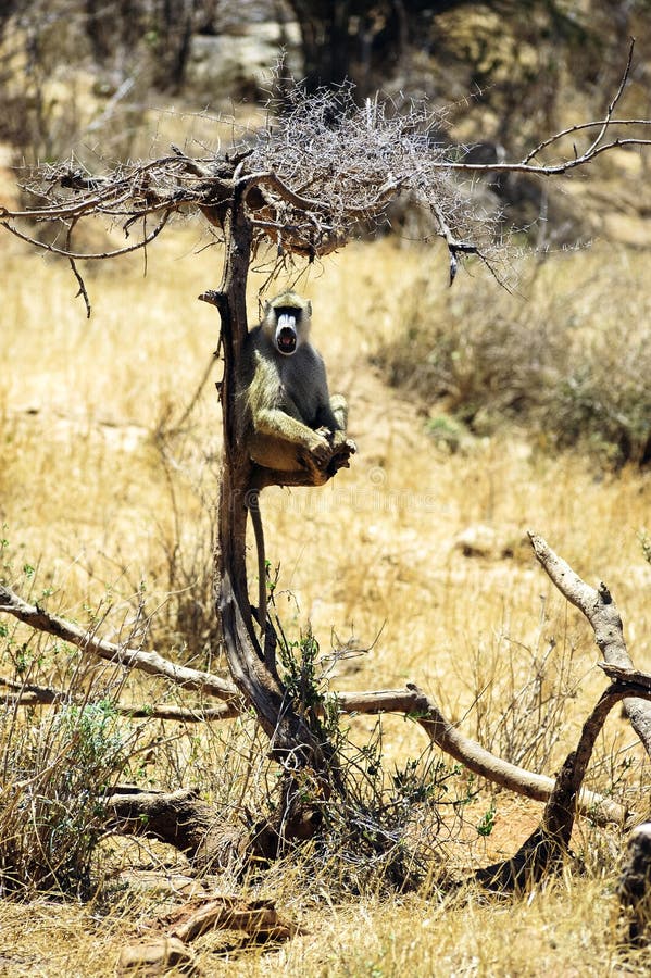 Monkey His Throne Stock Photos - Free & Royalty-Free Stock Photos from ...