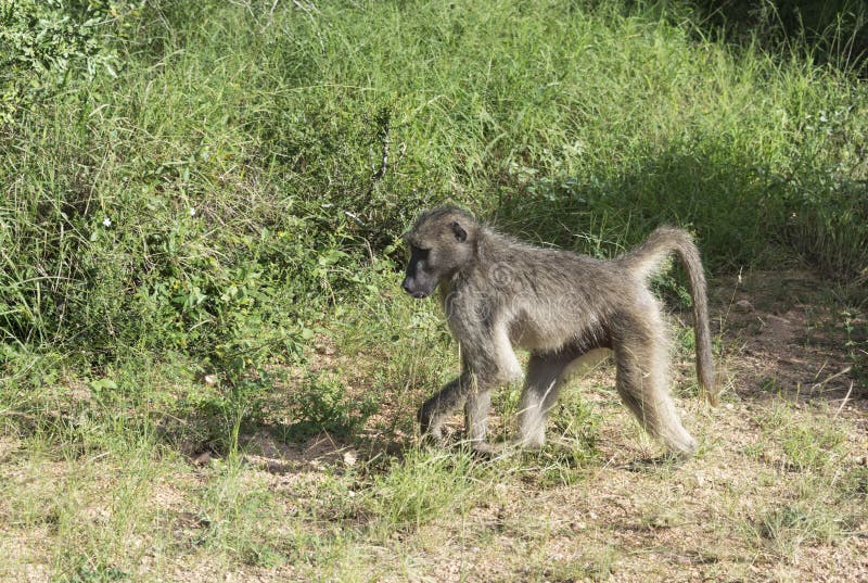 Baboon Monkey in Kruger Park Stock Image - Image of wilderness, primate ...