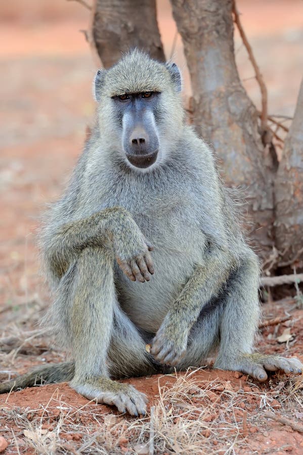 Baboon Monkey in National Park of Kenya Stock Photo - Image of african ...