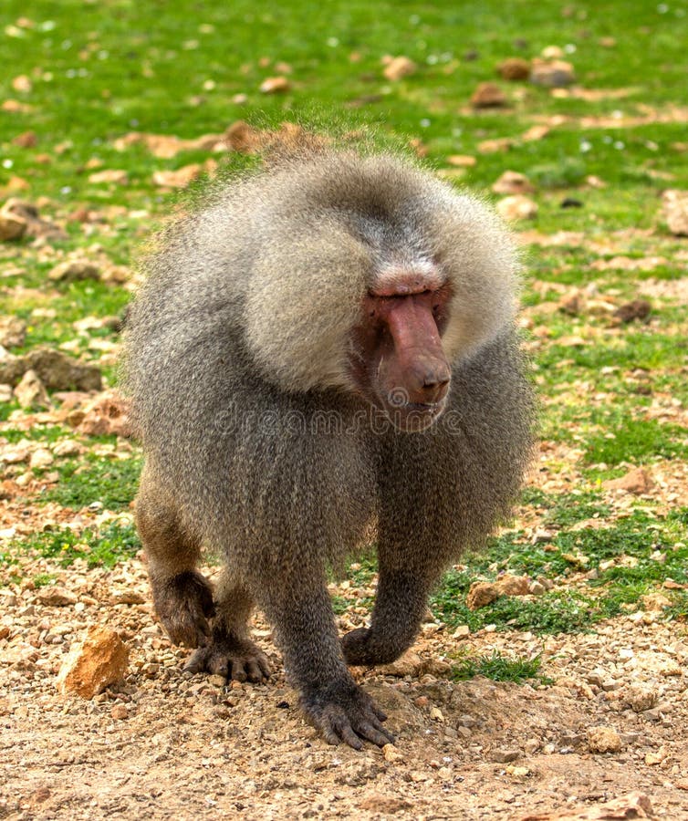 Baboon stock photo. Image of africa, animal, wild, mammal - 115197728