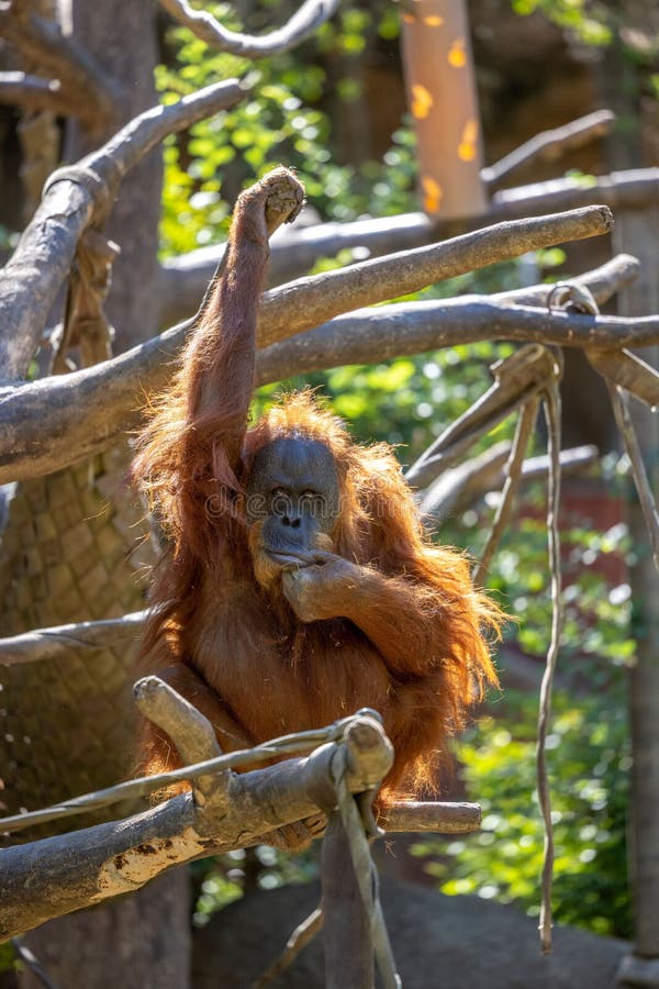 Baboon Monkey in San Diego Zoo Editorial Photo - Image of animal ...