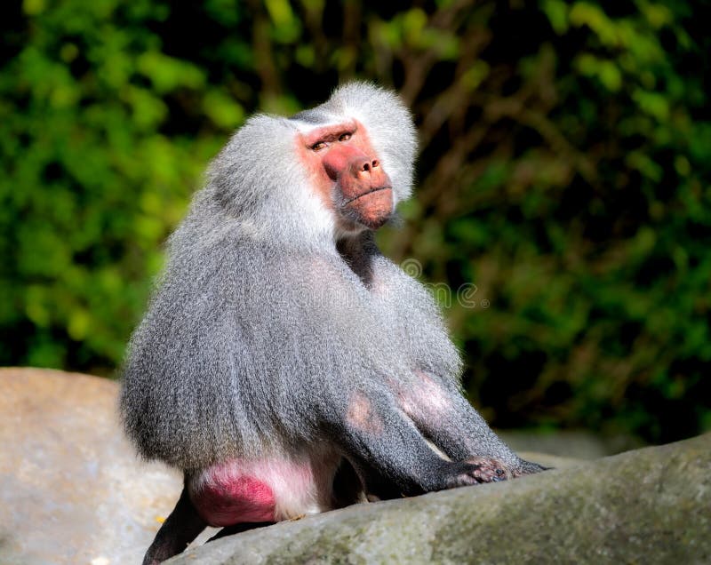 Baboon Monkey Sitting on a Rock Stock Image - Image of mammal, rock ...