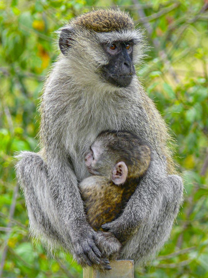 Baboon Monkey Takes Care for Its Baby Stock Photo - Image of mother ...