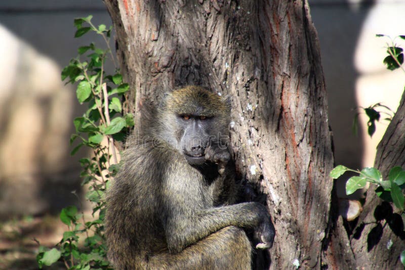Baboon Monkey in Tanzania, Africa Stock Image - Image of mammal ...