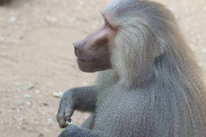 Baboon Monkeys at the Zoo Baboon Monkeys at the Zoo Stock Photo - Image ...