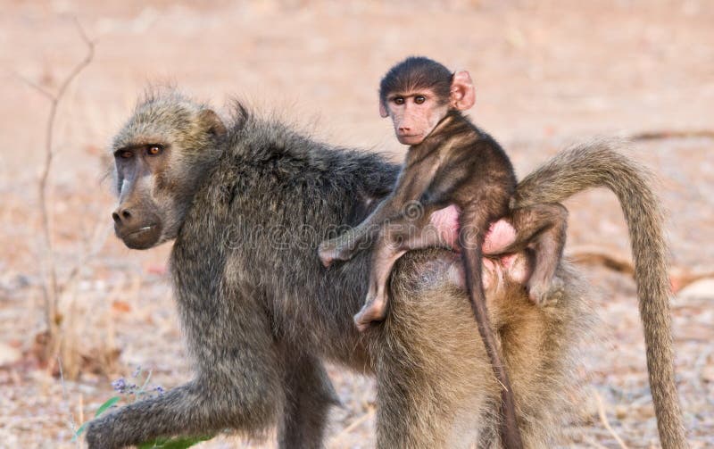 Baboon Mother and Baby stock image. Image of mischief - 12777637