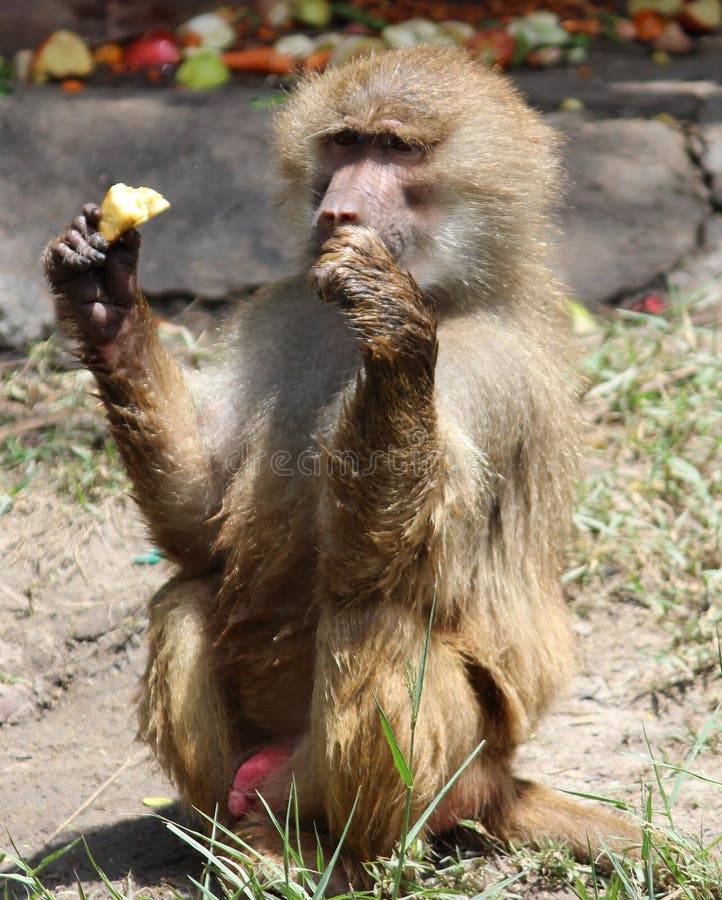 Baboon stock image. Image of male, adult, siiting, babbon - 44232585