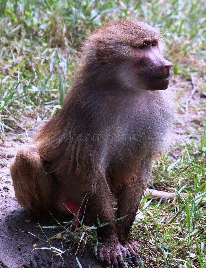 Old Babbon Stock Photos - Free & Royalty-Free Stock Photos from Dreamstime