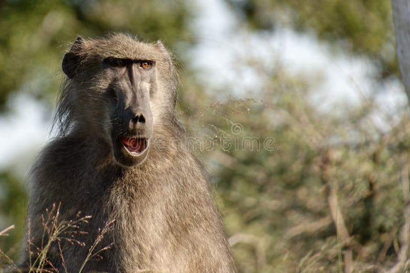 Baboon with an Open Mouth in the Wild, Africa Stock Photo - Image of ...