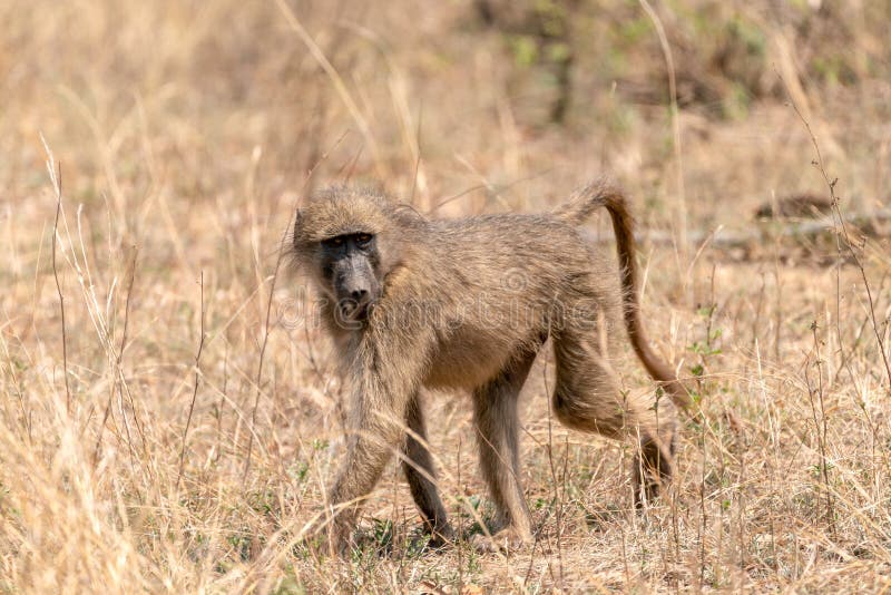Babian I Den Kruger Nationalparken Arkivfoto - Bild av aggressoren ...