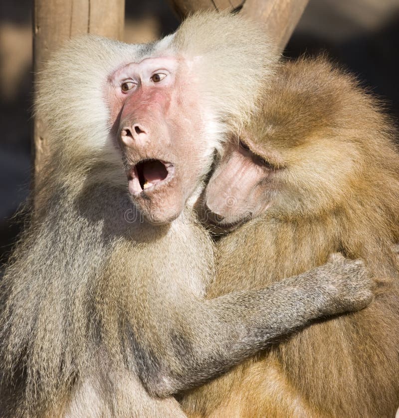 Adult Scared Baboon Stock Photos - Free & Royalty-Free Stock Photos ...