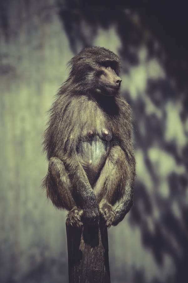 Baboon (Papio Hamadryas Ursinus) in a Tree Stock Photo - Image of ...
