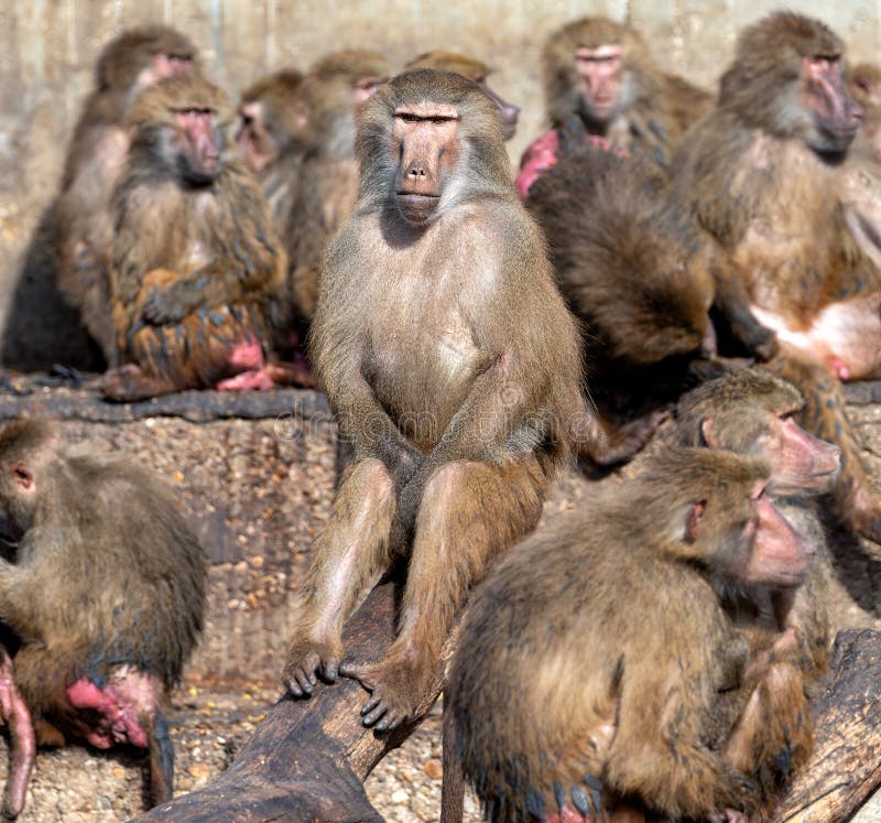 Baboon (Papio Sp.) in African Savannas Stock Image - Image of wildlife ...
