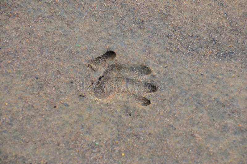 Baboon Paw Print Stock Photos - Free & Royalty-Free Stock Photos from ...