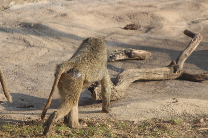 Baboon Photographs from Various Angles Stock Image - Image of african ...