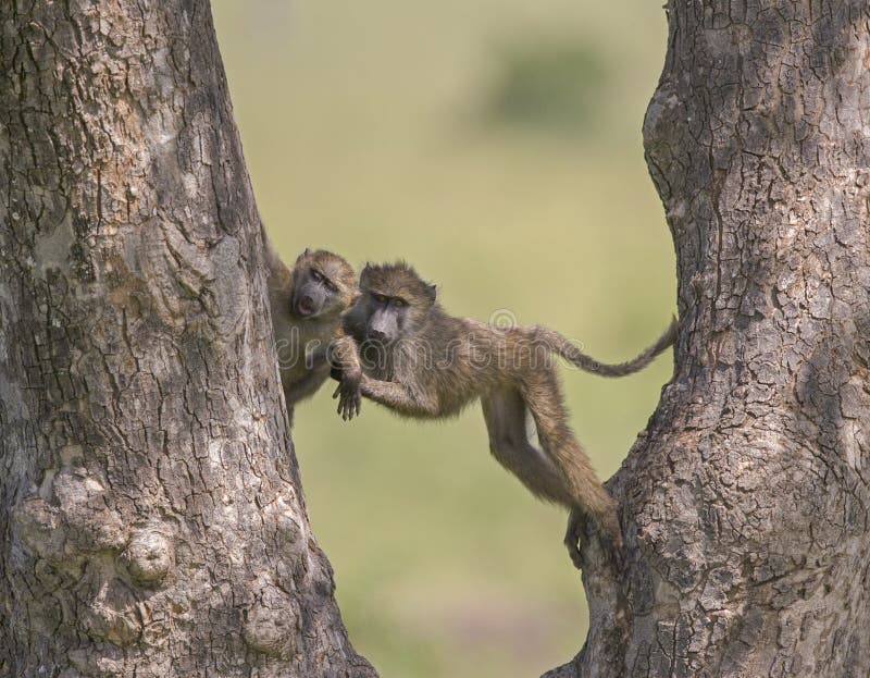 Baboon Playing on Tree, Maasai Mara Stock Image - Image of park ...