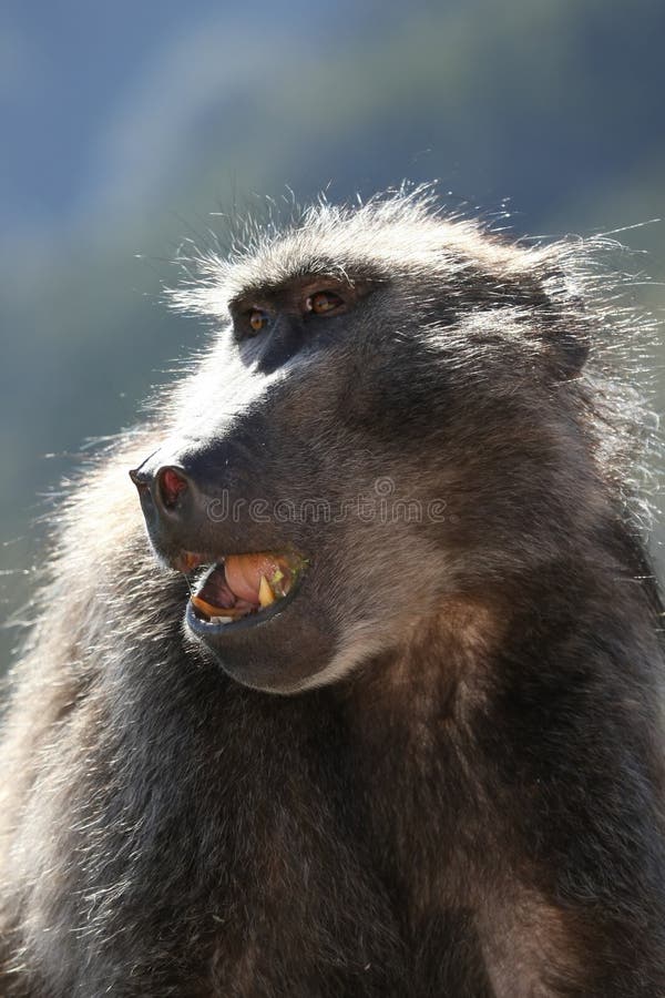 Baboon (Ape) stock photo. Image of bald, animals, female - 10891486