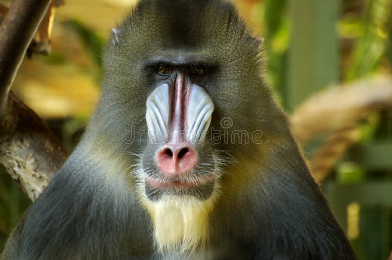 Portrait of a baboon stock photo. Image of protrait, wildlife - 4031180