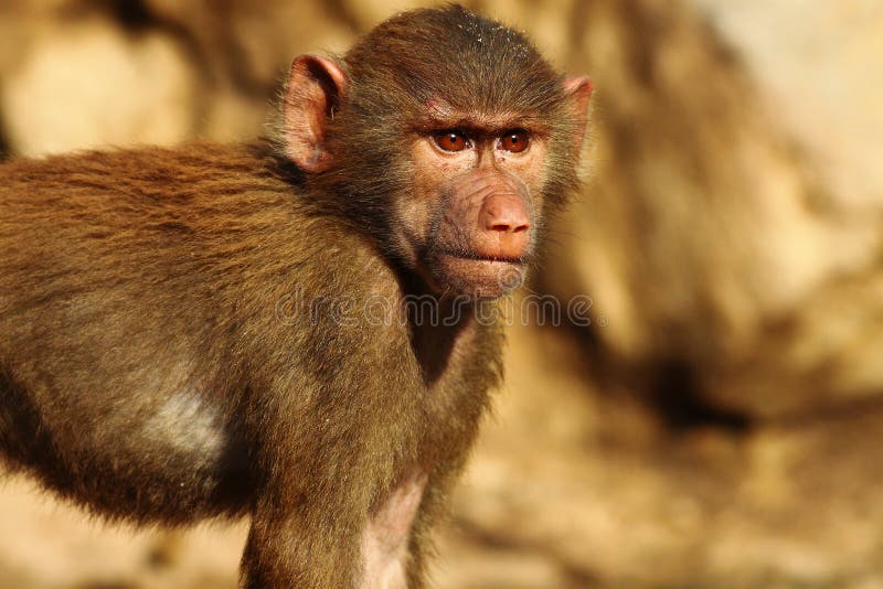 Baboon portrait stock photo. Image of primate, nose - 123335022