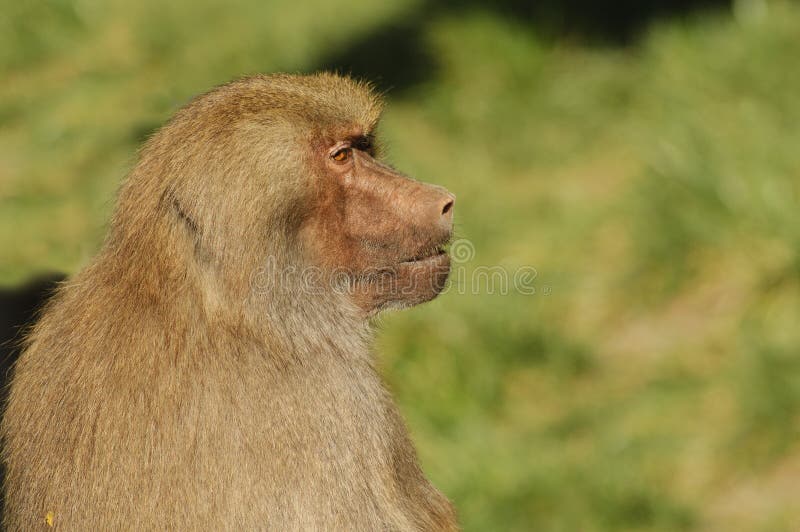 Baboon in profile stock image. Image of papio, profile - 19075217