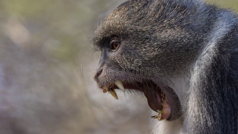 Baboon in a Profile with Its Open Mouth Stock Image - Image of safari ...