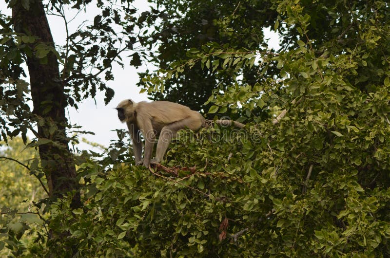 Baboon & X22;Ready Set Go and JUMP into the Wild& X22; Stock Photo ...