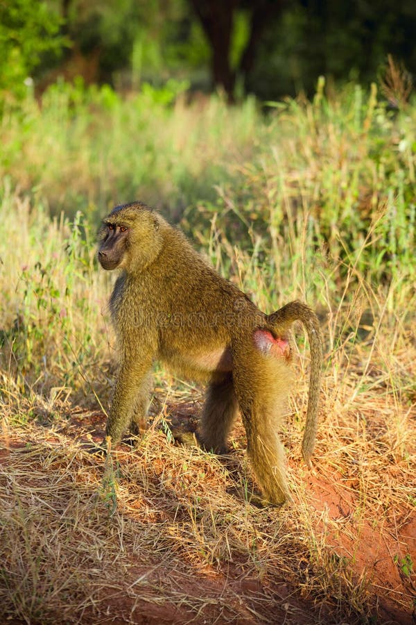 Baboon Buttocks Stock Photos - Free & Royalty-Free Stock Photos from ...