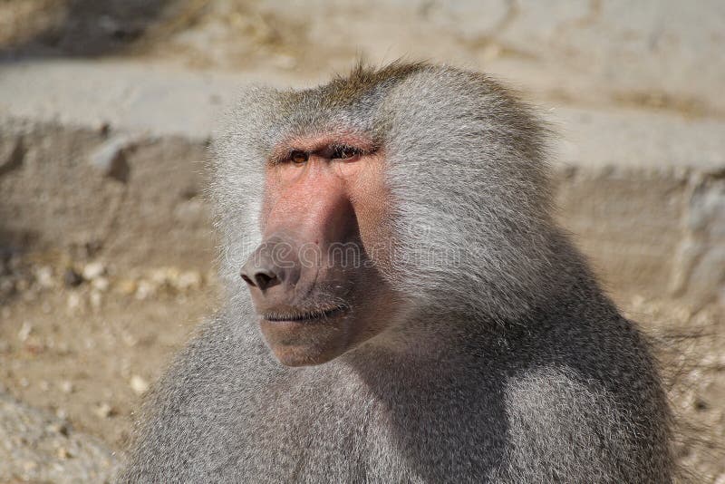 Baboon in the sun stock photo. Image of artis, stare, cage - 9036524