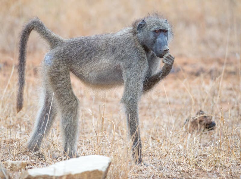 Baboon Walking on All Fours Stock Image - Image of grassland, omnivore ...
