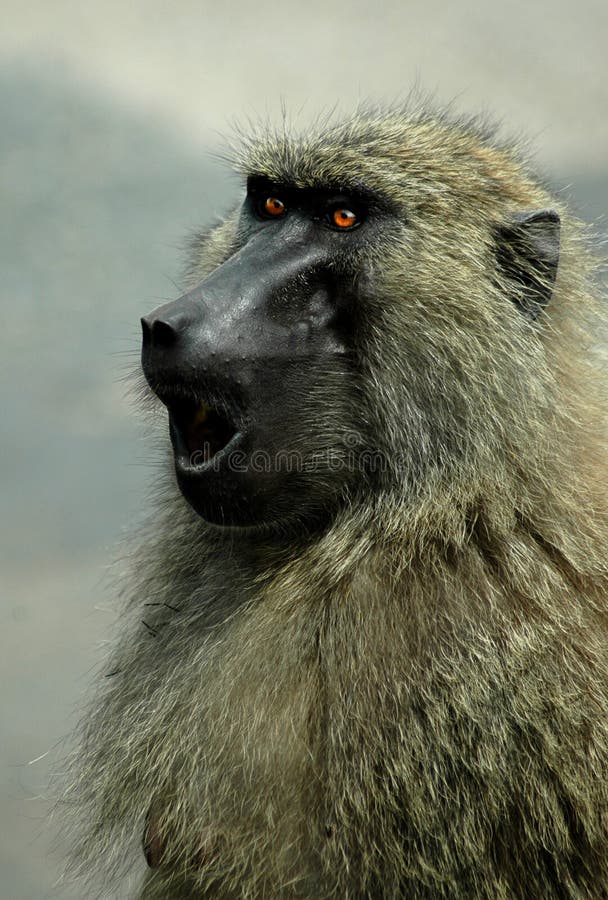 114 Angry Mandrill Photos - Free & Royalty-Free Stock Photos from ...