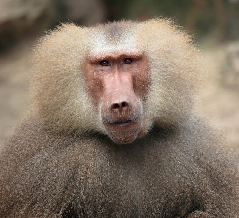 Scared Baboon Stock Photos - Free & Royalty-Free Stock Photos from ...