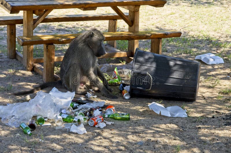 Baboon Scratching in Garbage Bin Looking for Food Stock Image - Image ...