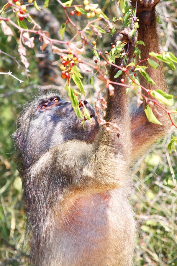 6+ Baboon feeding Free Stock Photos - StockFreeImages