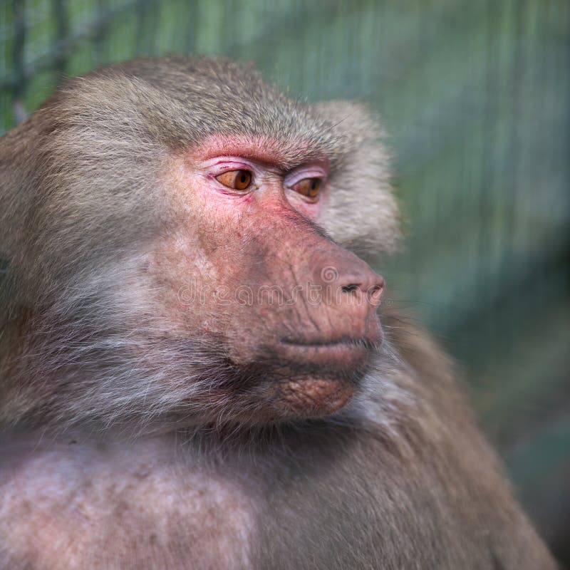 Side View Of A Baboon Jumping - Simia Hamadryas Stock Photo - Image of ...