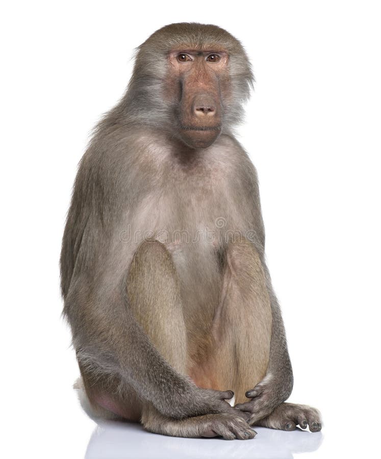 Baboon stock photo. Image of exploration, attraction - 20020846