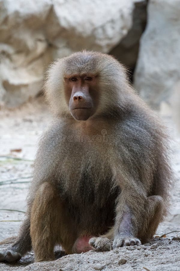 Baboon stock image. Image of looking, white, background - 87780855