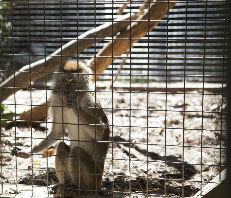 Baboon stock photo. Image of fauna, congo, chad, curious - 87462096