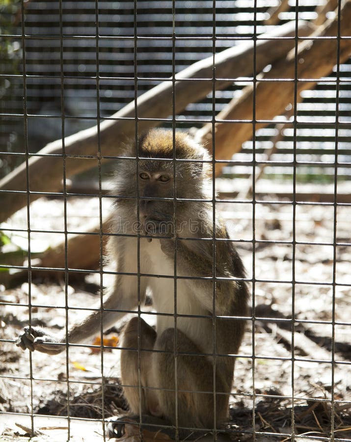 Baboon stock photo. Image of mali, chad, congo, kenya - 87462108