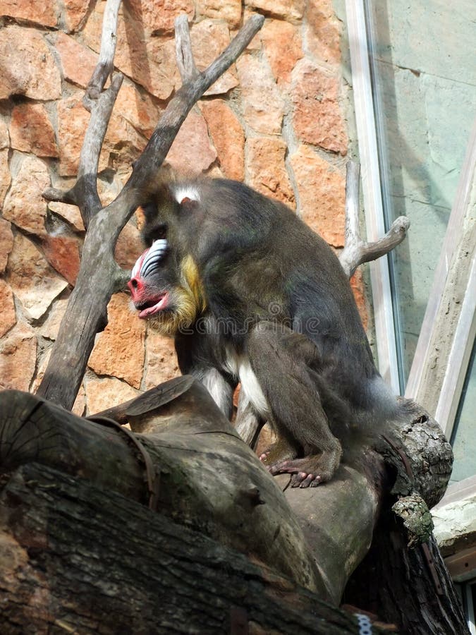 Baboon Pack Leader stock photo. Image of white, pack - 41322222