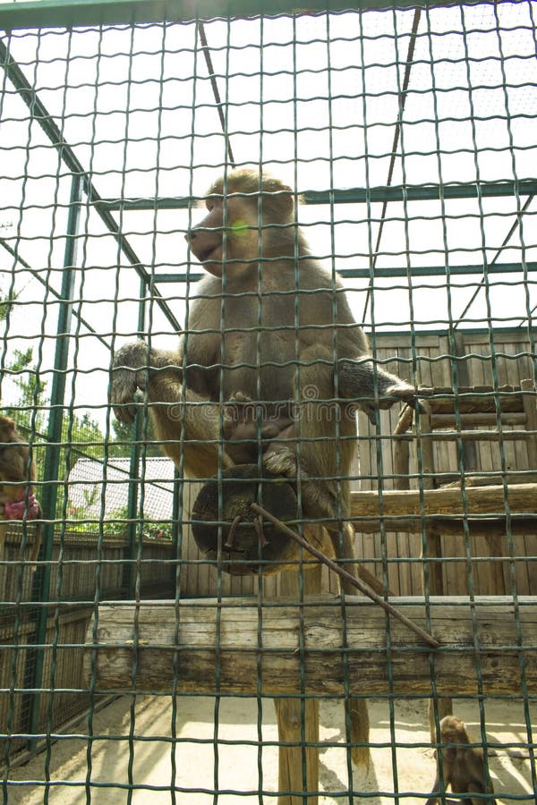 The baboon sits in a cage stock photo. Image of green - 96794324