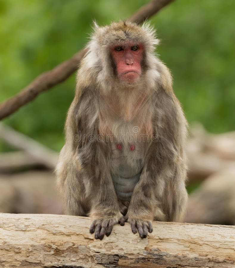 Baboon Sitting stock image. Image of nostrils, beard - 32626639