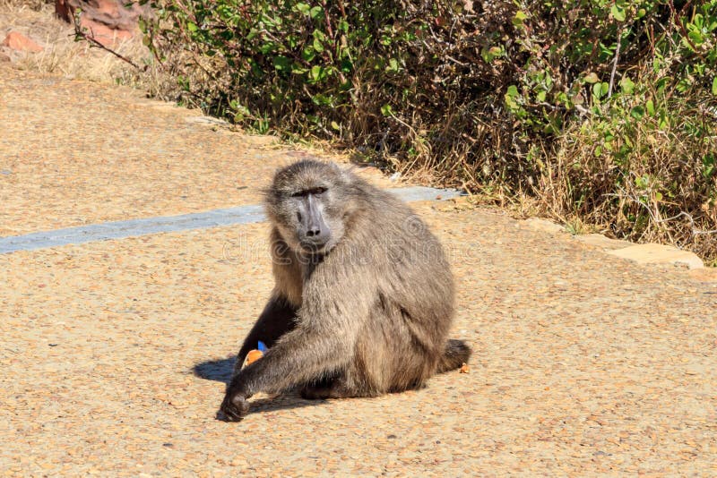 Two Baboons stock image. Image of mother, primates, cape - 121735467