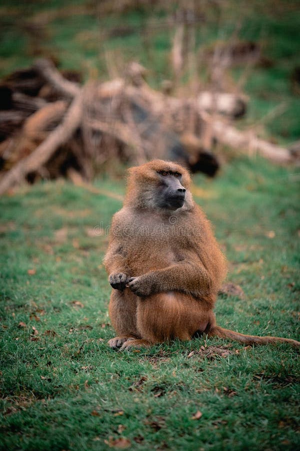 Baboon Sitting in the Grass Gazes Downward. Stock Image - Image of ears ...