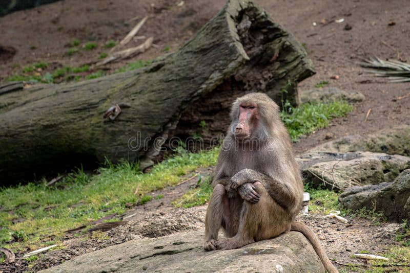 Baboon in a zoo enclosure stock photo. Image of primate - 14095406